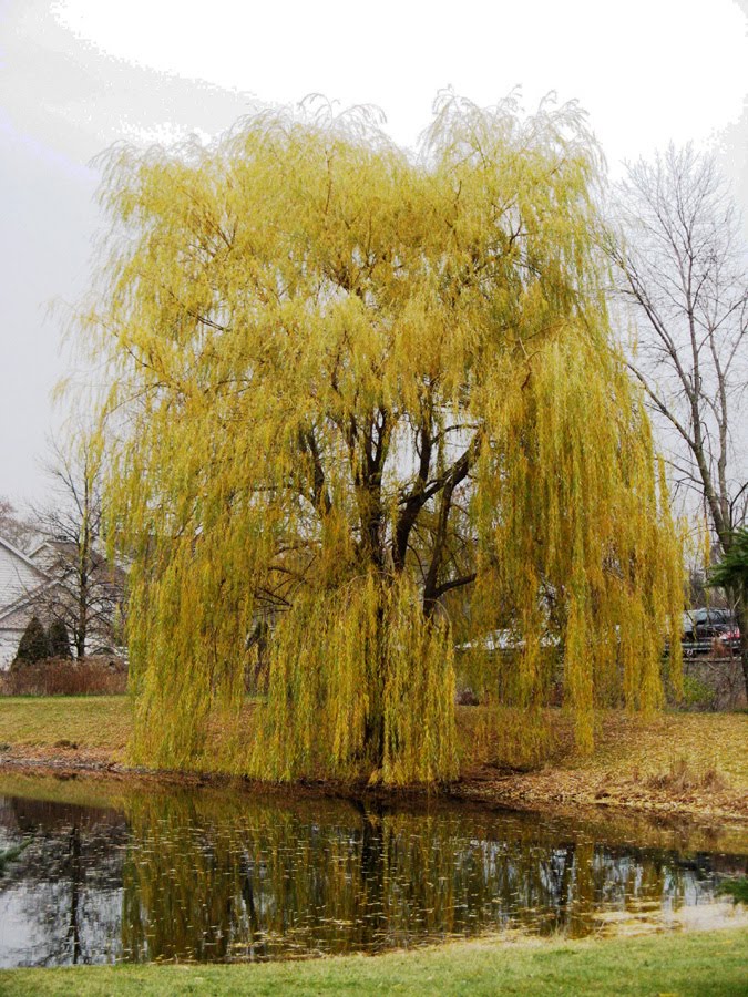 Salix Niobe Golden Weeping Willow The Site Gardener