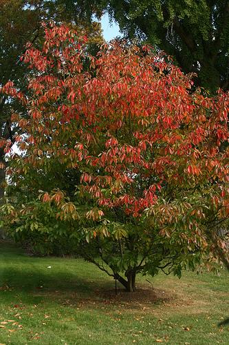 Franklinia Alatamaha - The Site Gardener