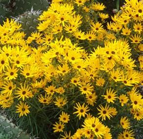 Helianthus salicifolius Low Down - The Site Gardener