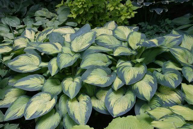 Hosta 'Paul's Glory' - The Site Gardener