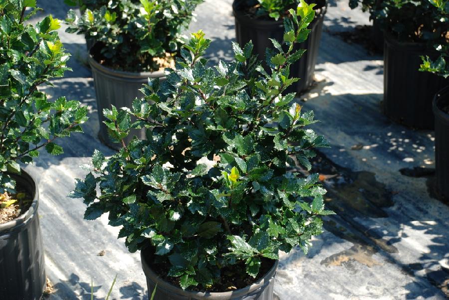 Ilex x meserveae 'Blue Prince' - The Site Gardener