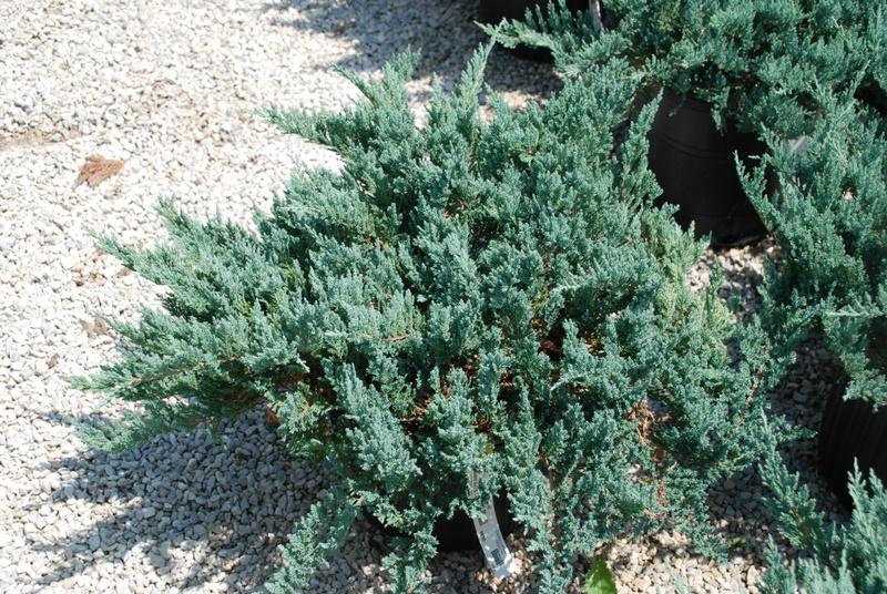 Juniperus horizontalis 'Blue Chip' - The Site Gardener