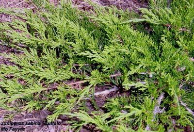 Juniperus sabina 'Buffalo' - The Site Gardener