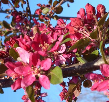 Malus 'Profusion' - The Site Gardener