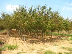 Malus 'Robinson' - The Site Gardener