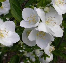 Philadelphus hybrid Snowbelle - The Site Gardener