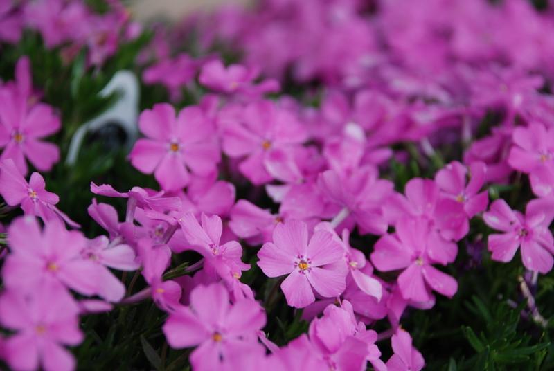 Phlox Subulata 'Emerald Pink' - The Site Gardener