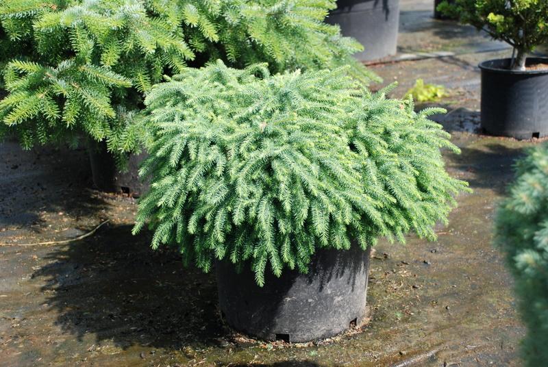 Picea mariana 'Nana' - The Site Gardener