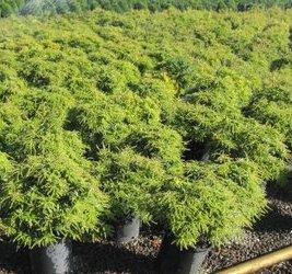 Pieris taiwanensis Snowdrift - The Site Gardener