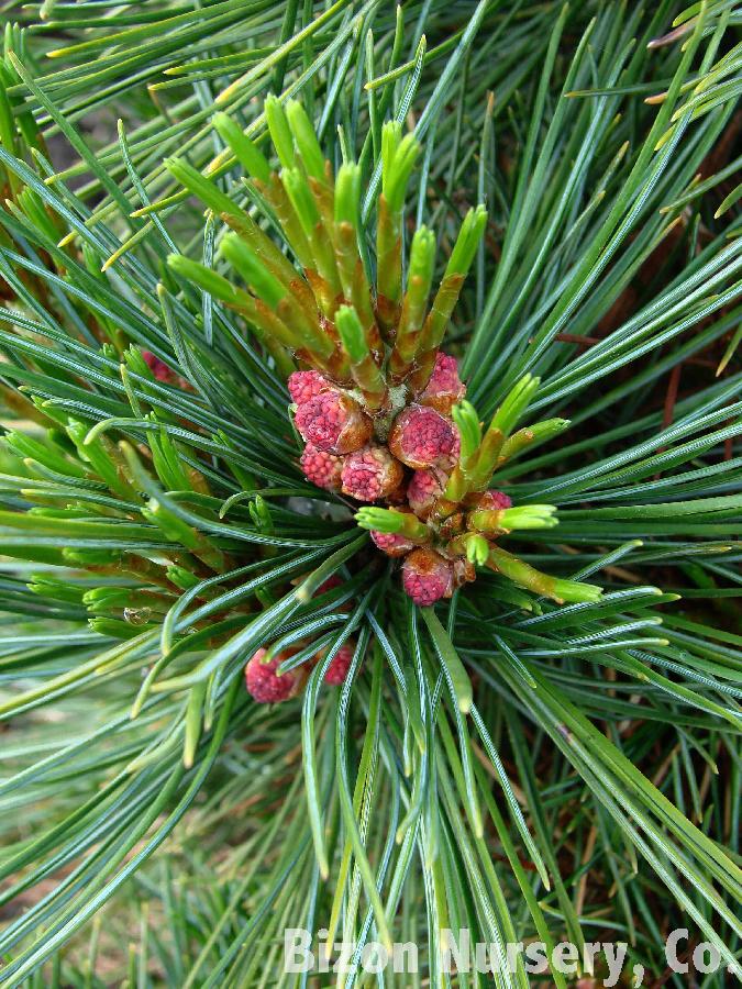 Pinus cembra - The Site Gardener