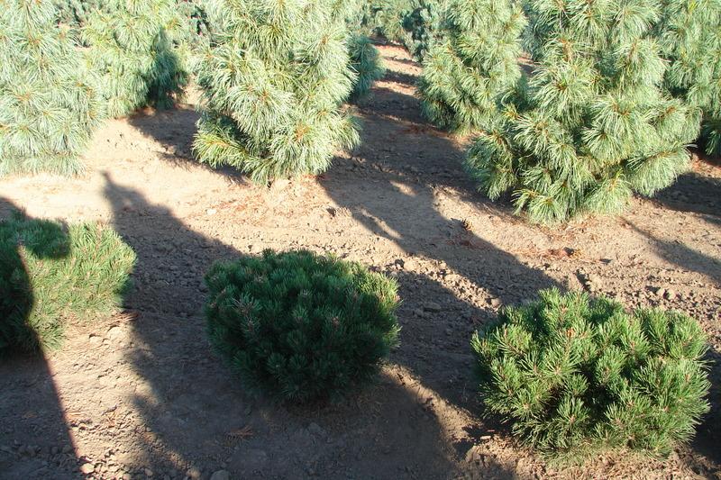 Pinus mugo 'Gnom' - The Site Gardener