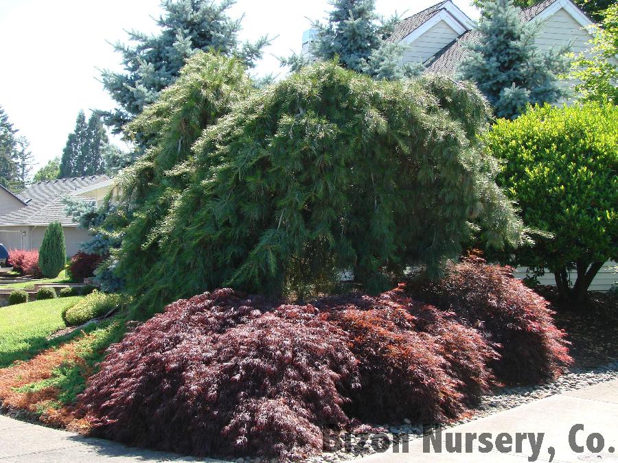 Pinus strobus 'Pendula' - The Site Gardener