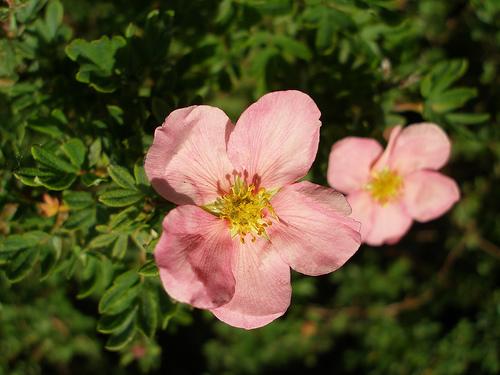 Potentilla fruticosa Princess - The Site Gardener
