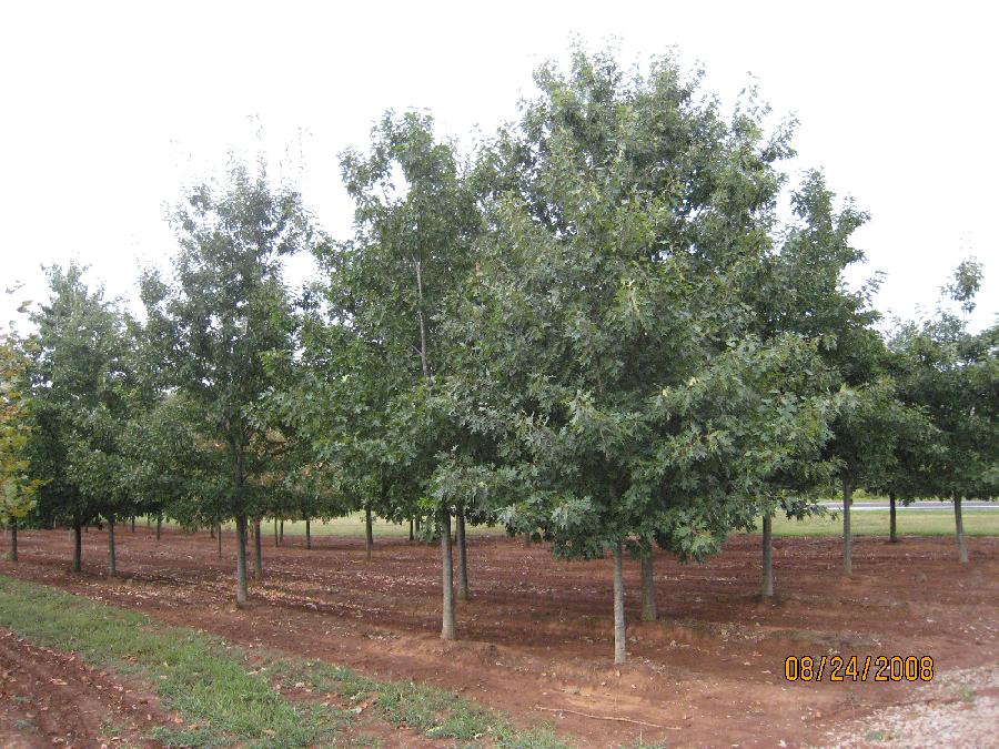 Quercus rubra - The Site Gardener
