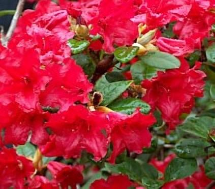 Rhododendron Baden Baden - The Site Gardener