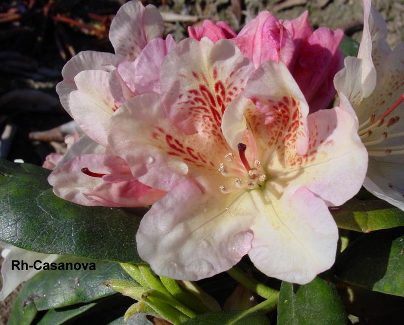 Rhododendron Casanova - The Site Gardener