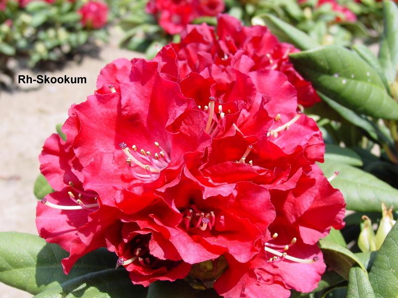 Rhododendron Skookum - The Site Gardener