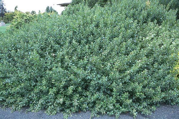 Rhus aromatica 'Gro-Low' - The Site Gardener