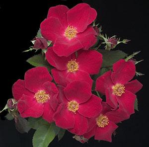 Rosa 'Home Run' - The Site Gardener