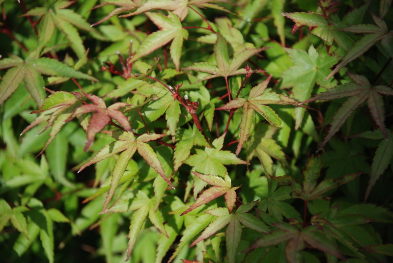 Acer palmatum 'Azuma Murasaki' - The Site Gardener