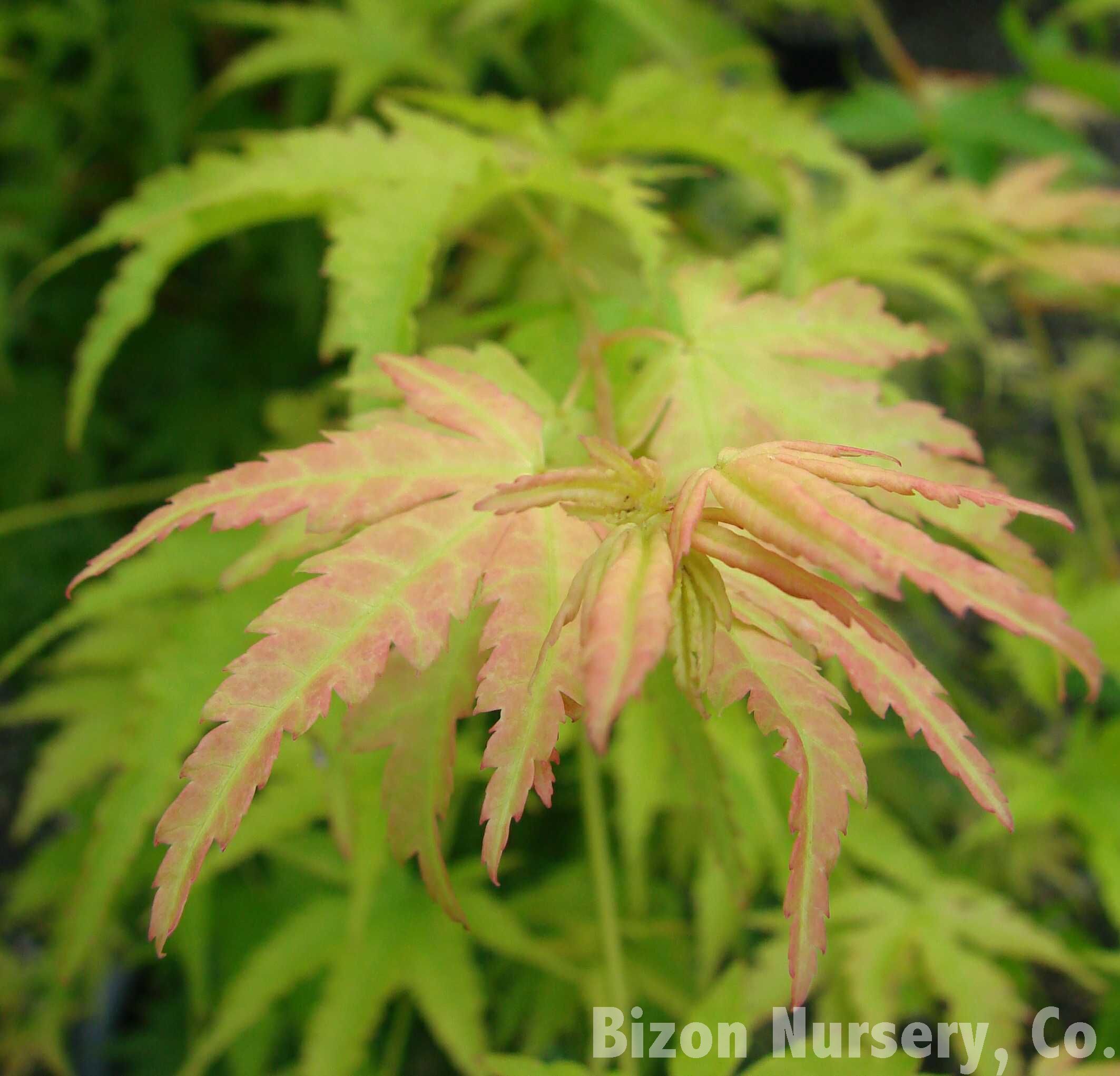 Acer palmatum 'Sango Kaku' - The Site Gardener