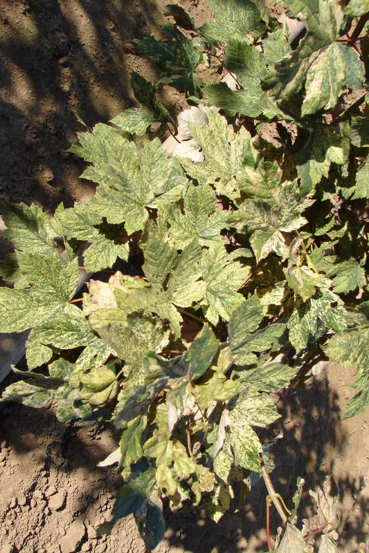 Acer pseudoplatanus 'Eskimo Sunset' - The Site Gardener