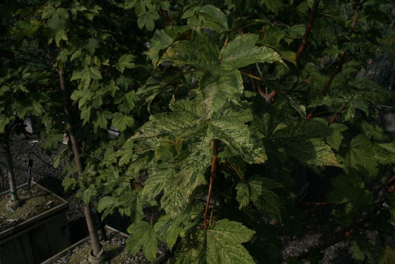 Acer pseudoplatanus 'Eskimo Sunset' - The Site Gardener