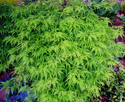 Acer palmatum 'Green Filigree' - The Site Gardener