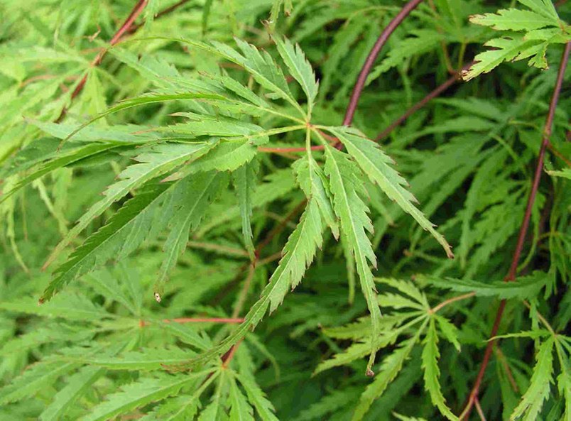 Acer palmatum 'Palmatifidium' - The Site Gardener