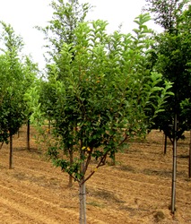Amelanchier Rainbow Pillar - The Site Gardener