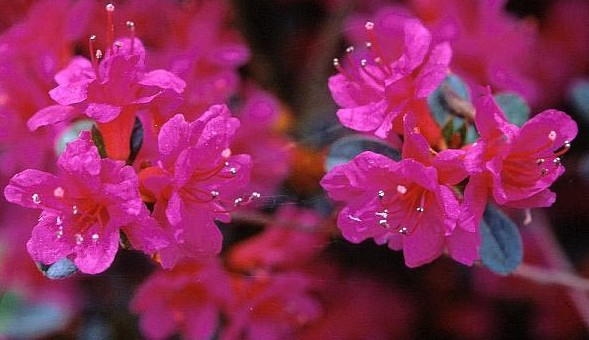 Azalea 'Amoena' - The Site Gardener