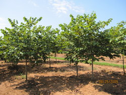 Cercis canadensis Royal White - The Site Gardener