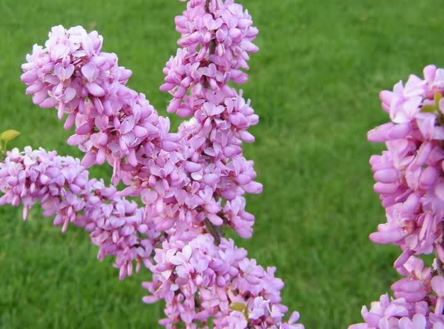 Cercis chinensis Avondale - The Site Gardener