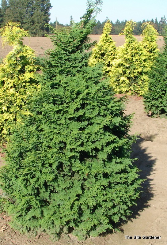 Chamaecyparis obtusa Graciosa - The Site Gardener