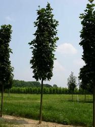 Acer saccharum 'Goldspire' - The Site Gardener