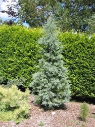 Cupressus glabra Blue Ice - The Site Gardener
