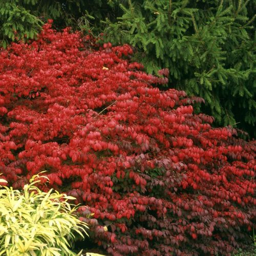 Euonymus alata Fireball - The Site Gardener