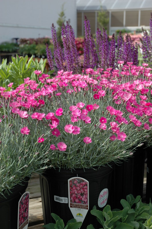 Dianthus gratianopolitanus 'Firewitch' - The Site Gardener