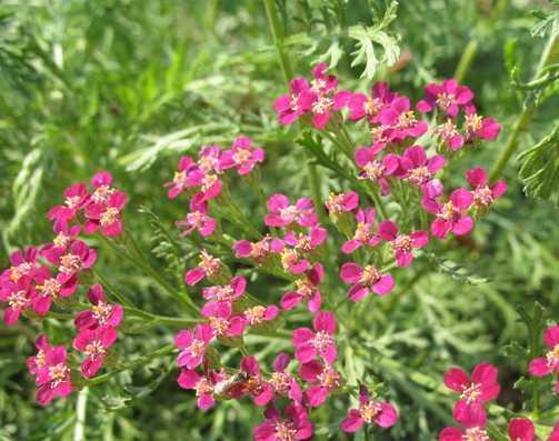 Achillea 'Red Beauty'' - The Site Gardener