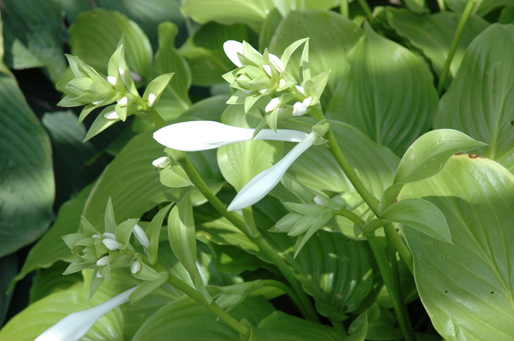 Hosta Royal Standard - The Site Gardener