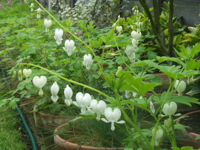 Dicentra spectabilis Alba - The Site Gardener