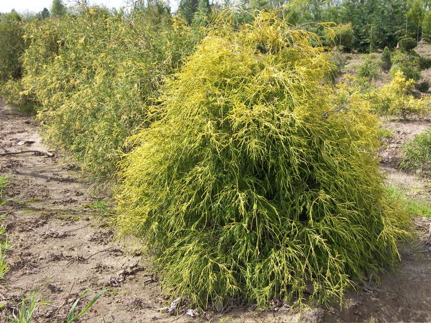 Chamaecyparis pisifera 'Filifera' - The Site Gardener