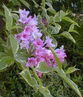 Weigela florida Sunny Princess - The Site Gardener