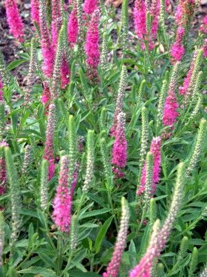 Veronica Red Fox - The Site Gardener