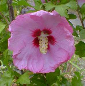 Althaea syriacus 'Aphrodite' - The Site Gardener