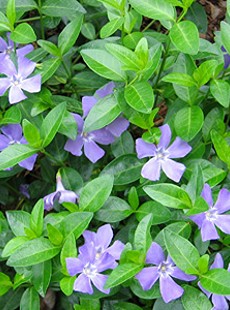Vinca minor 'Bowles' - The Site Gardener