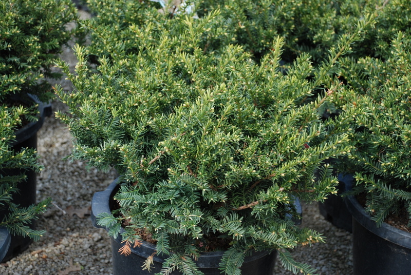 Taxus x media 'Meadowbrook' - The Site Gardener