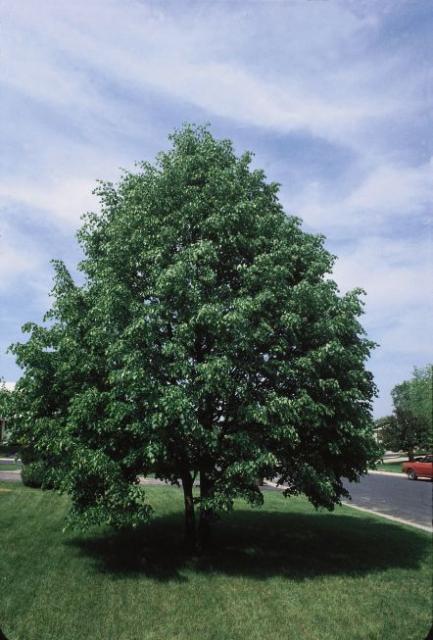 Tilia cordata Shamrock - The Site Gardener