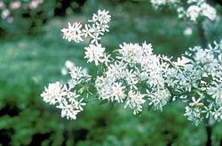 Amelanchier laevis 'Cumulus' - The Site Gardener