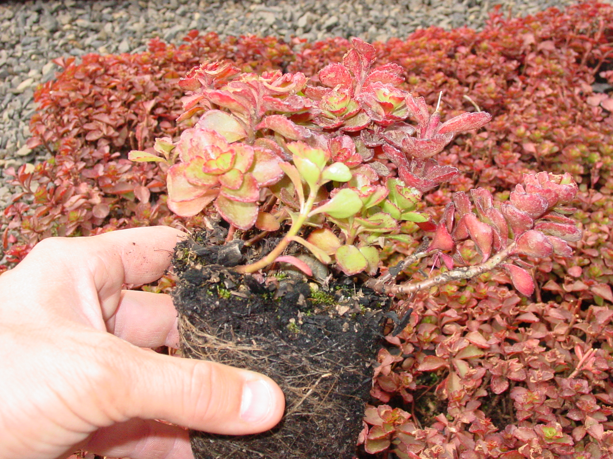 Sedum Fire Glow - The Site Gardener